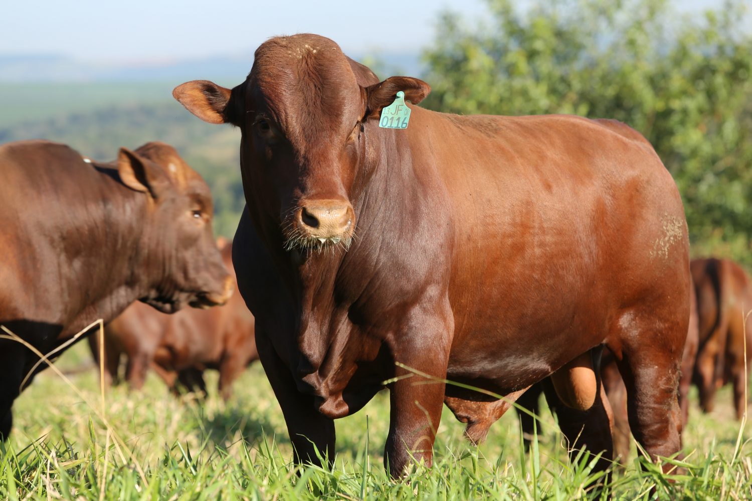 Criador Bonsmara - Fazenda Santa Silvéria
